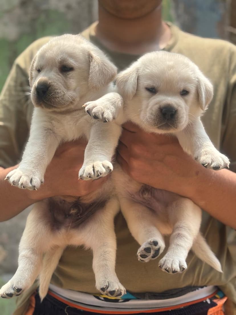 Dogs for Sale – AnimalsLover