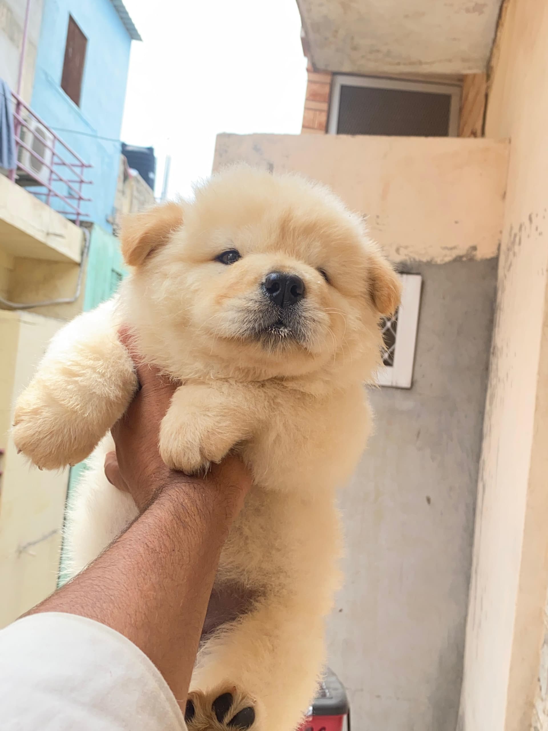 Dogs for Sale – AnimalsLover