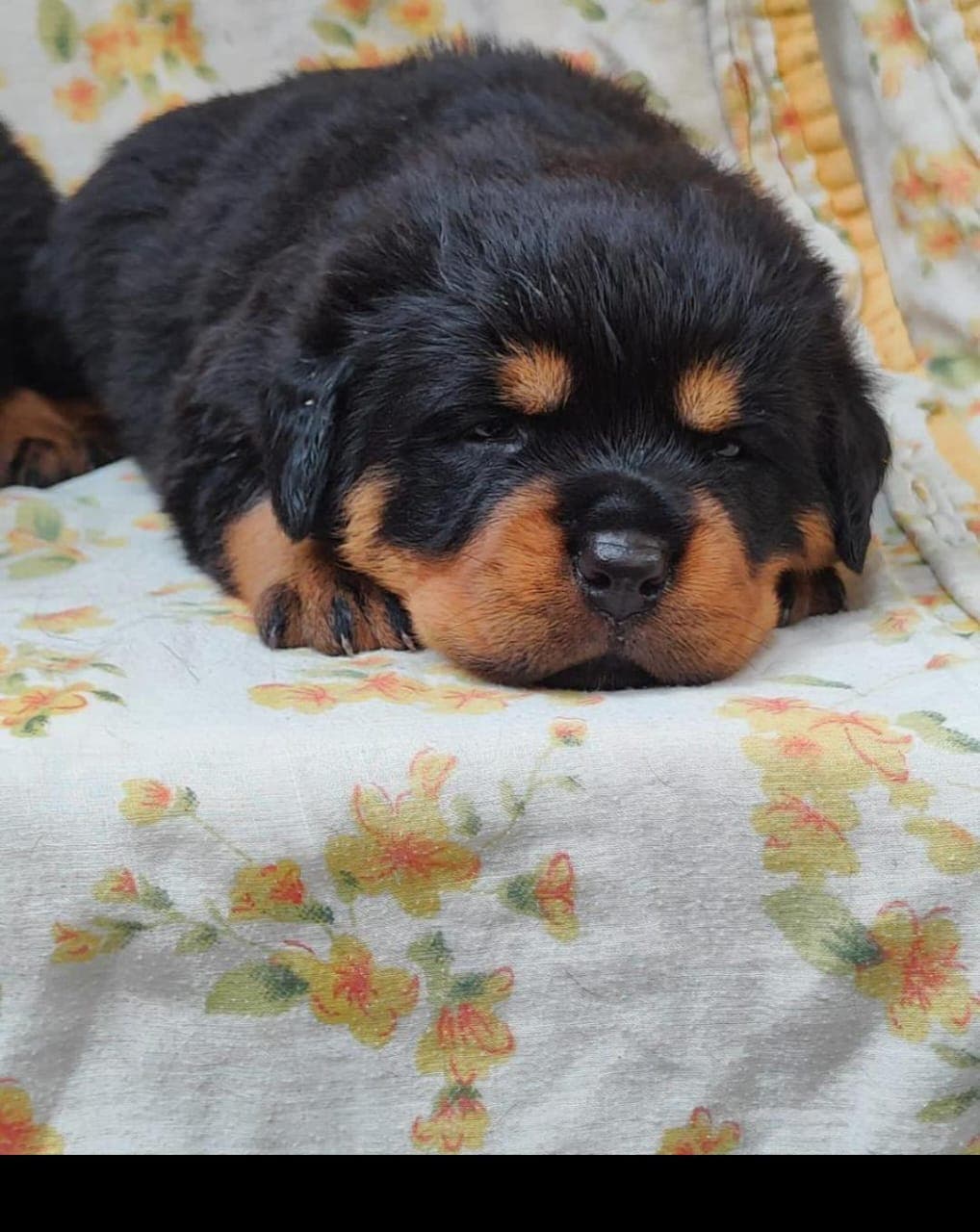 Dogs for Sale – AnimalsLover